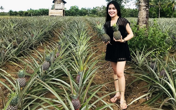 Nilai Ekonomis Dan Cara Budidaya Kebun Nenas Yang Baik Solusinews